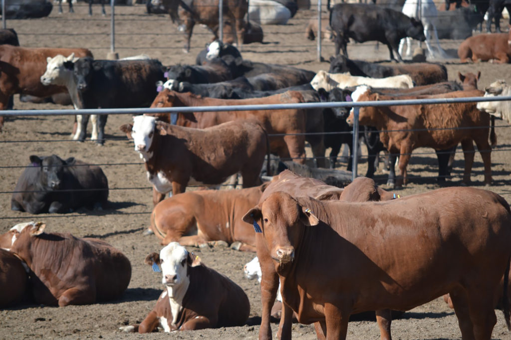 High Plains Ag Week 4/26/2021 – Review of First Quarter Fed Cattle ...