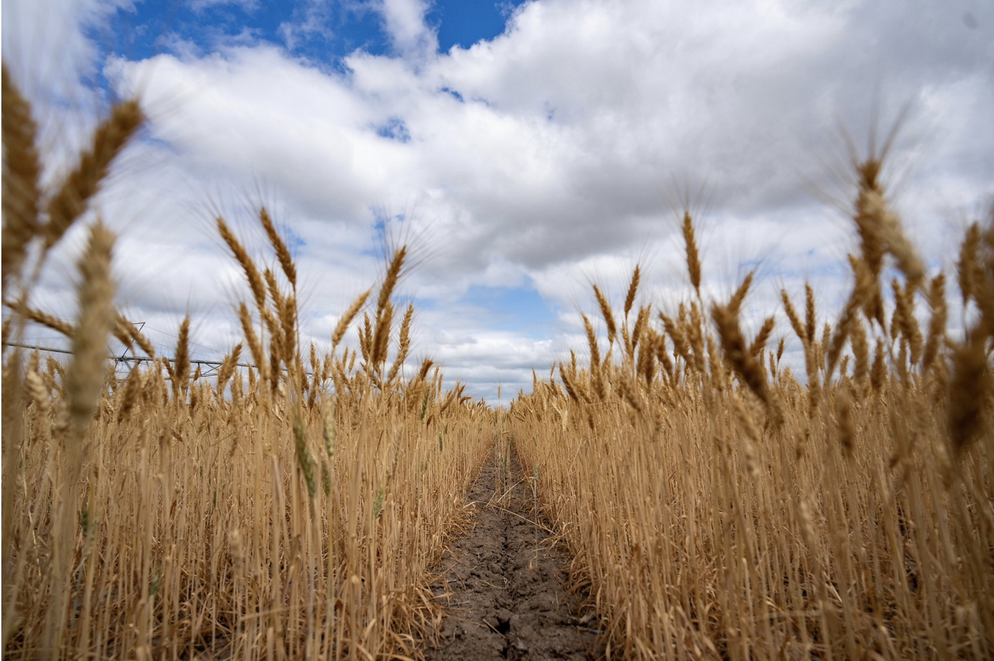 Wheat 2024-25 Budget and Breakeven Prices - Ag Economics on the Plains