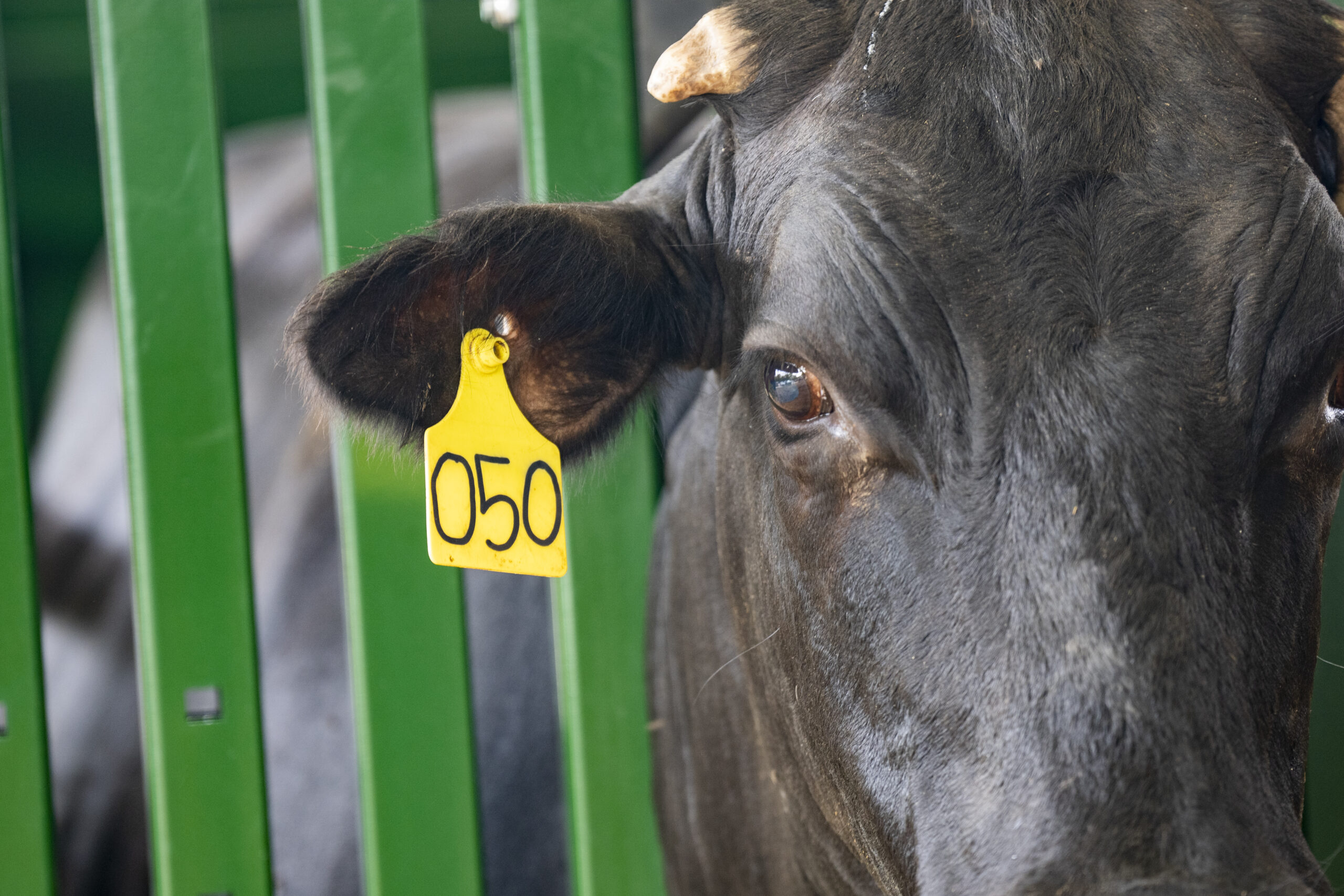 Beef Cattle Decision Aids: Let Your Numbers Do the Talking - Ag ...