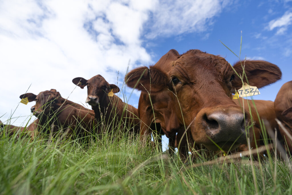 Grazing Management Plans: Planning for Pasture, Performance, and Profit ...