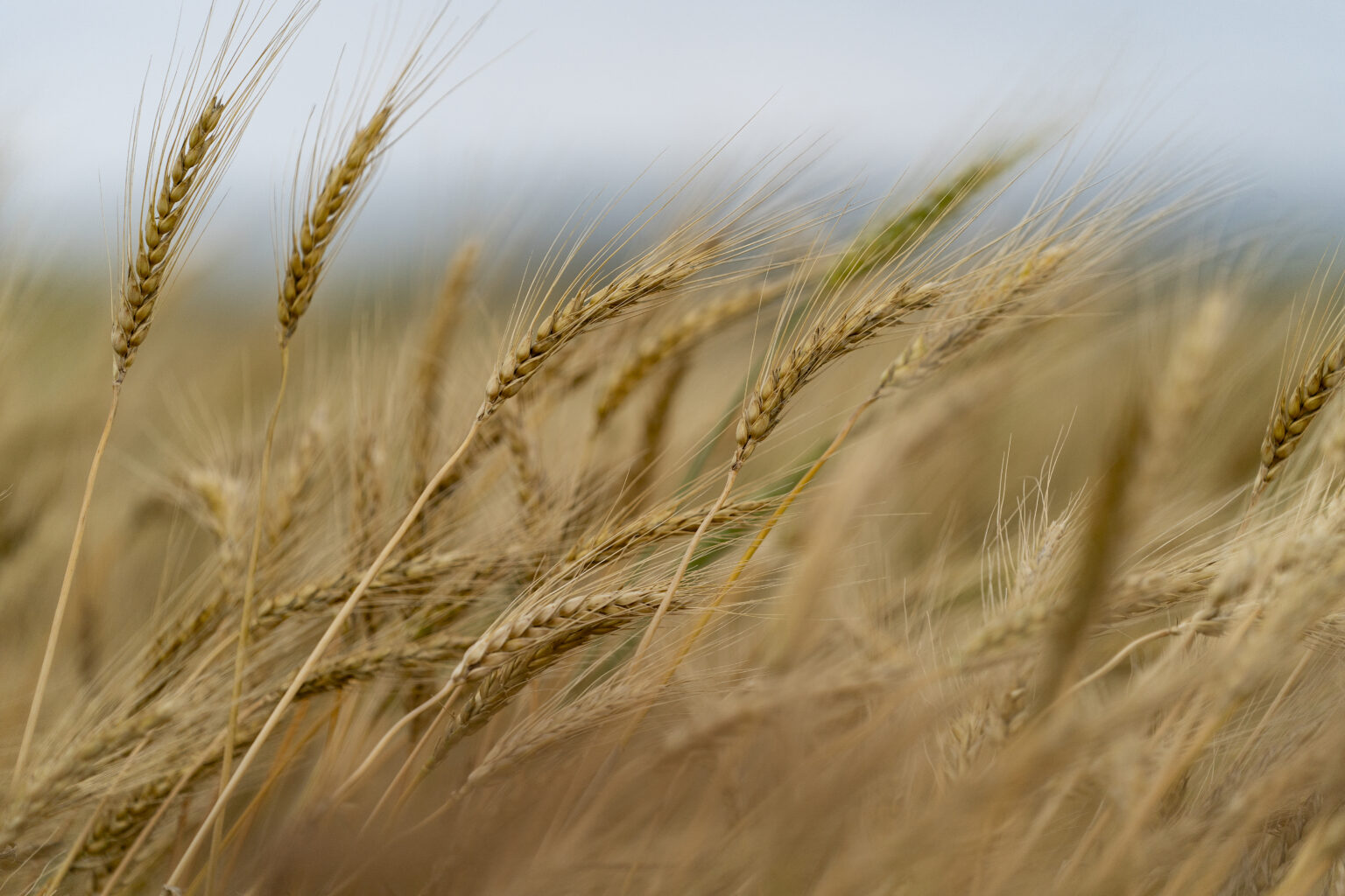 A Look at the Farmer Bridge Assistance Program: What You Need to Know ...