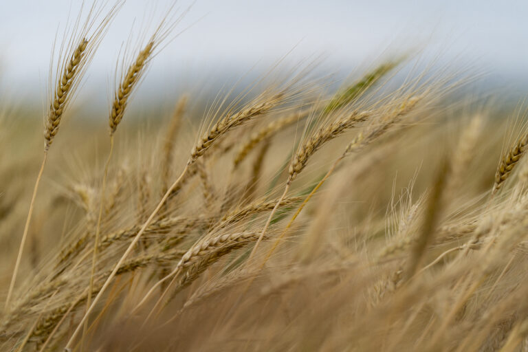 A Look at the Farmer Bridge Assistance Program: What You Need to Know ...