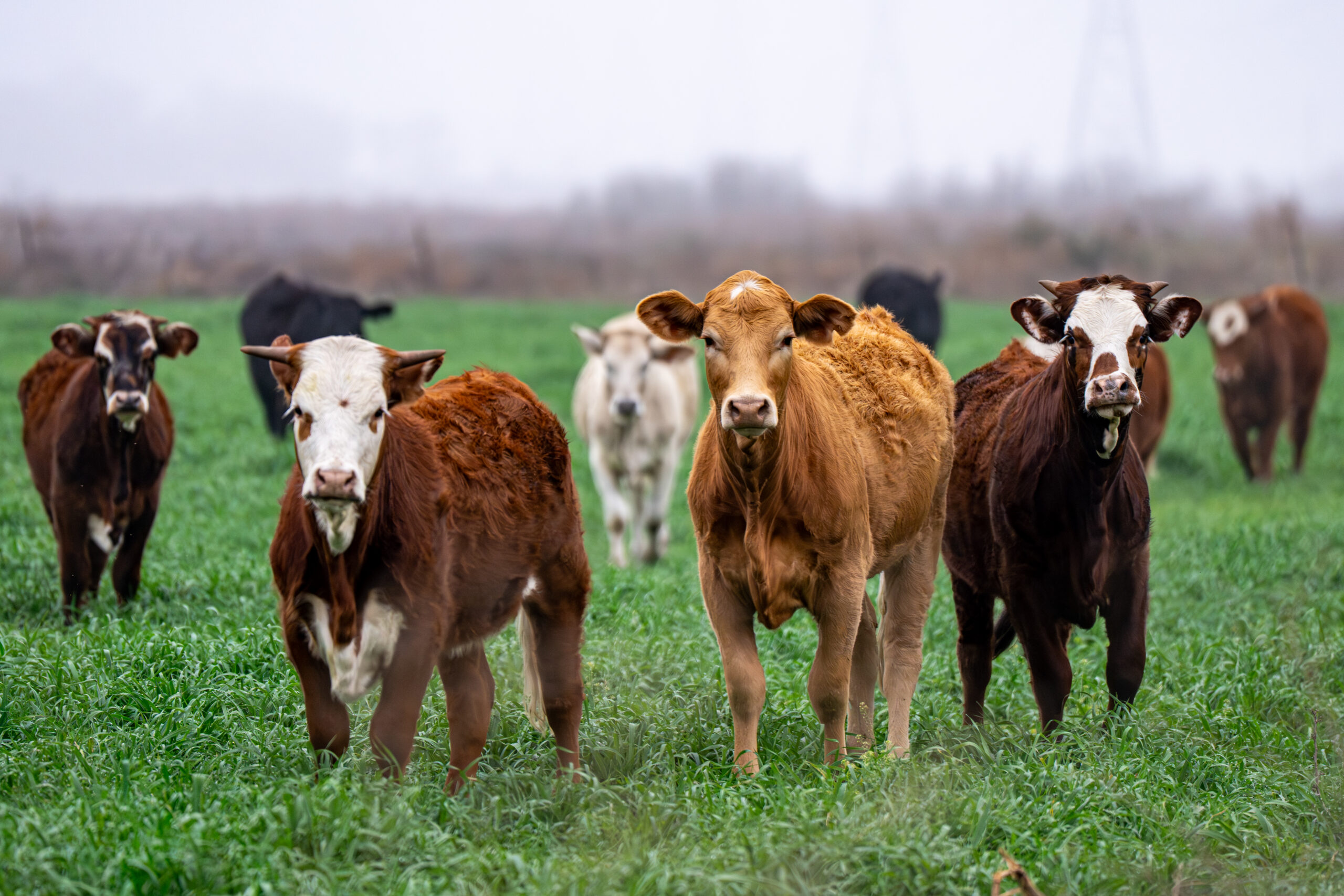 The Economics of Herd Expansion: More Than Just High Prices - Ag ...