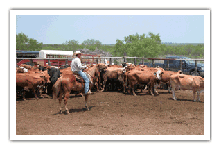 Rebuilding the Beef Herd - 4-H Meat Judging