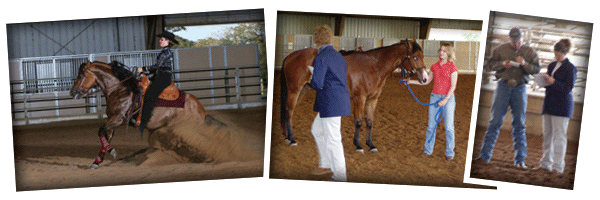 Aggiefest Horse Judging Workshop | 4-H Meat Judging