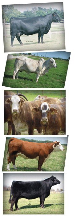 Beef Center - Herds - 4-H Meat Judging