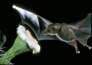 About bats - Bats in Schools