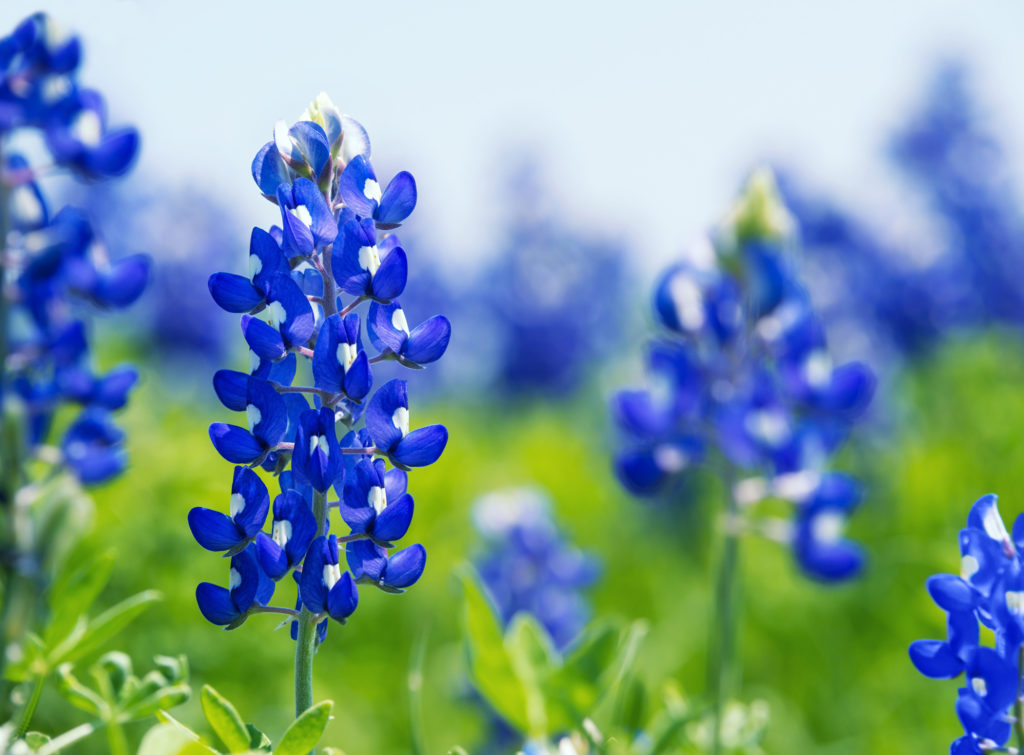 Quick Guide to Texas Wildflowers