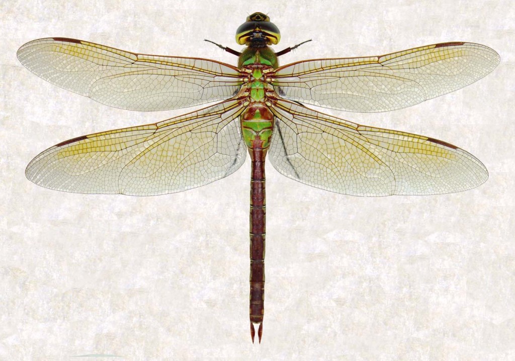 Genus Anax | Digital Dragonflies