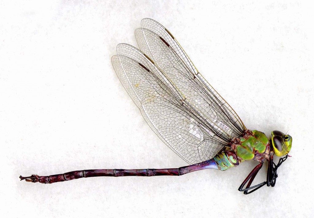 Genus Anax | Digital Dragonflies
