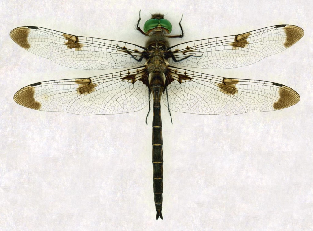 Epitheca princeps_mtv | Digital Dragonflies