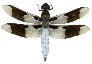 Libellula lydia_mtv | Digital Dragonflies