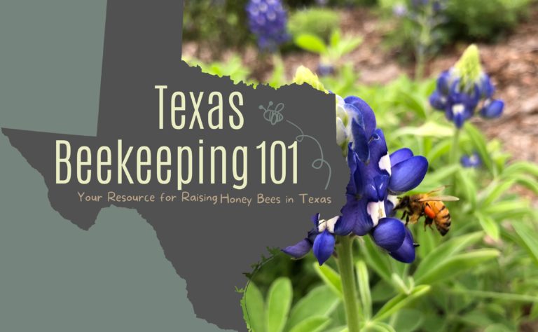 Validation & Major Show | Fort Bend 4-H