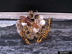 IPM Action Plan for Paper Wasps - School Integrated Pest Management