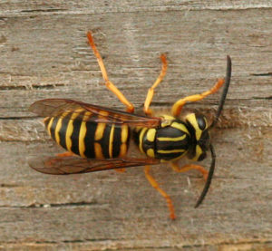 IPM Action Plan for Yellowjackets - School Integrated Pest Management