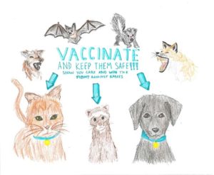 Rabies Awareness & Prevention Poster Contest for K-12th Grade | School ...