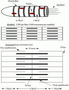 the Fat and Connective Tissue That Encircle a Beef Steak Form the ...