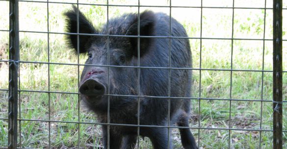 Wild Hog Management - Mid-Coast IPM