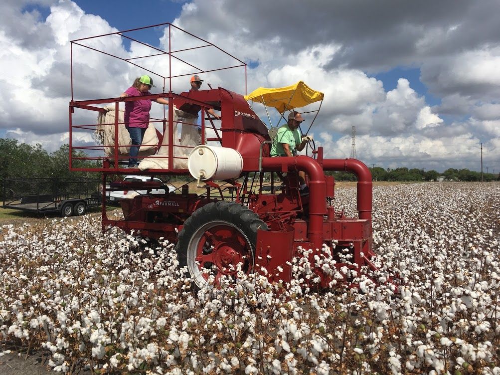 2018 Mid-Coast Cotton Variety Trial Results - Mid-Coast IPM