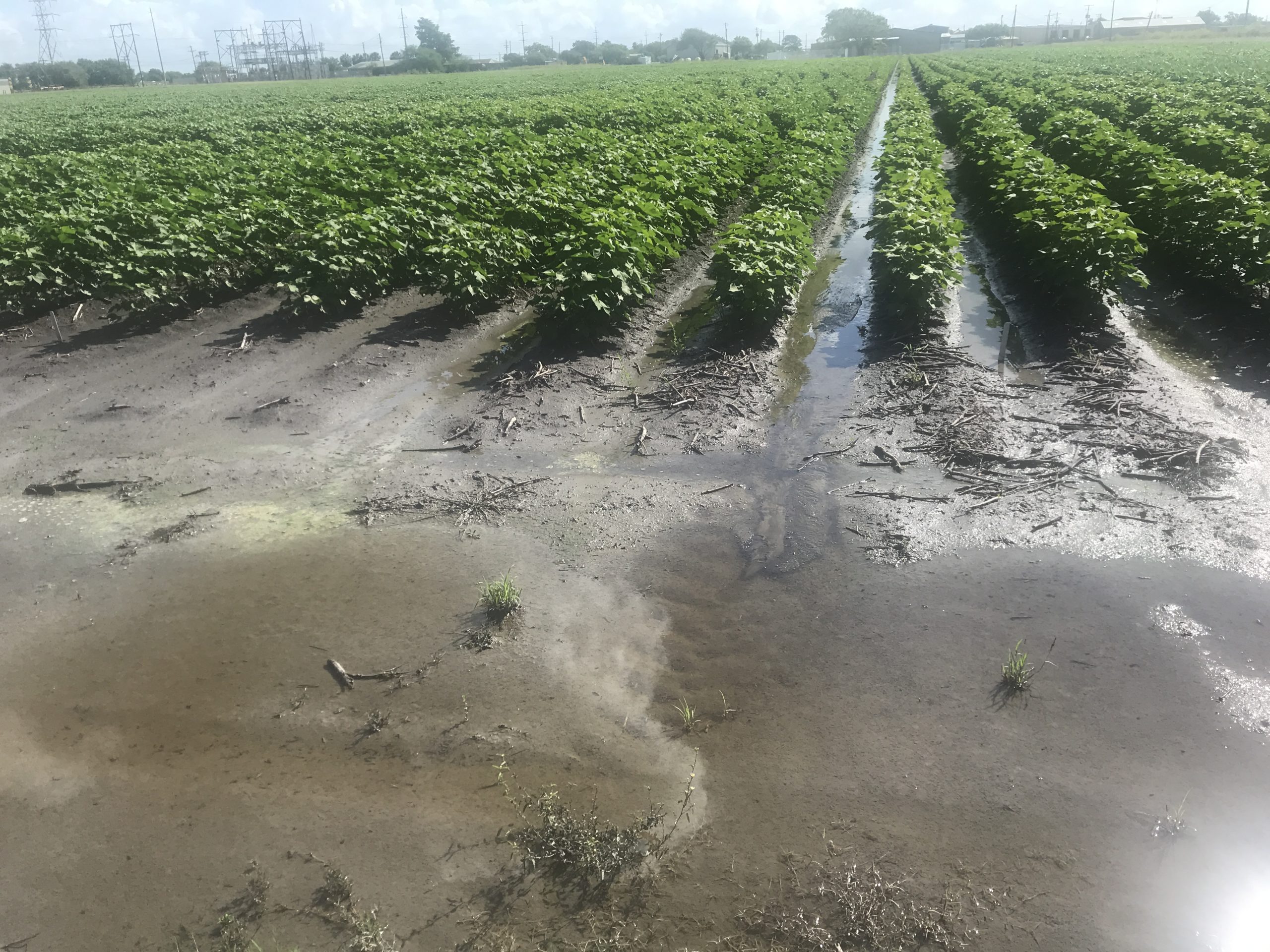 Rain and its Impact on Crop Fertility - Mid-Coast IPM