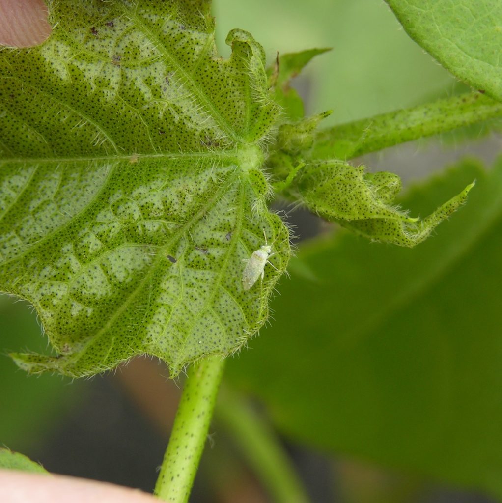 Cotton IPM Update - Cotton Fleahopper - Mid-Coast IPM