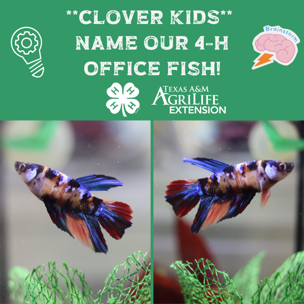 RSVP Hub | Montgomery County 4-H