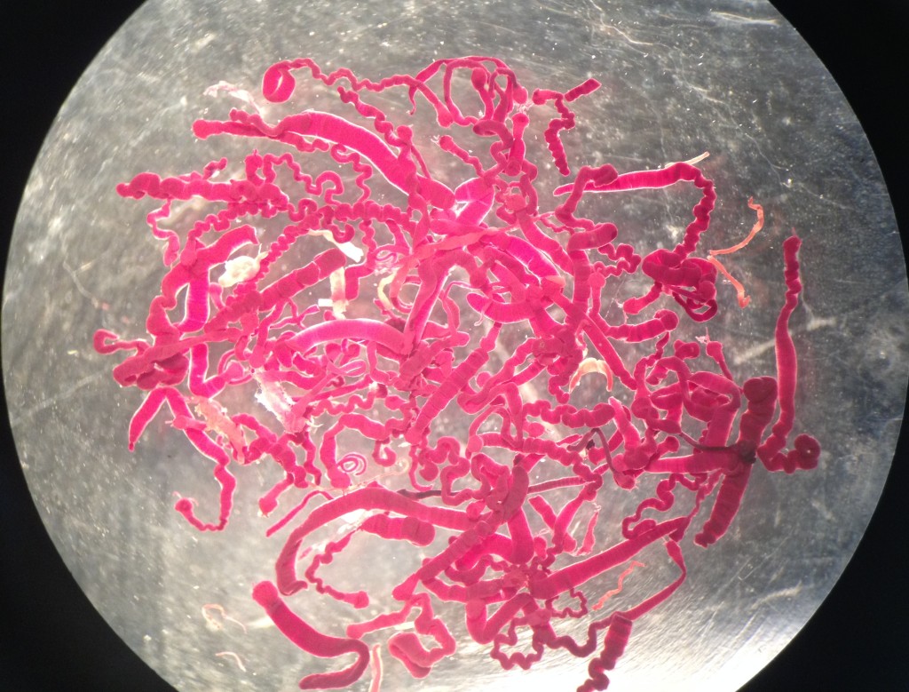 Fish - Laboratory of Parasitology