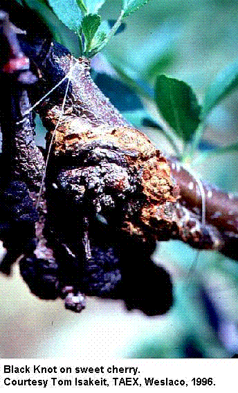 Common Sweet Cherry - Texas Plant Disease Handbook