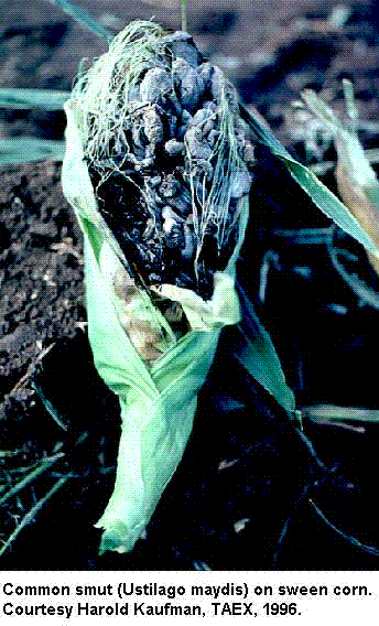 Corn (Sweet) - Texas Plant Disease Handbook
