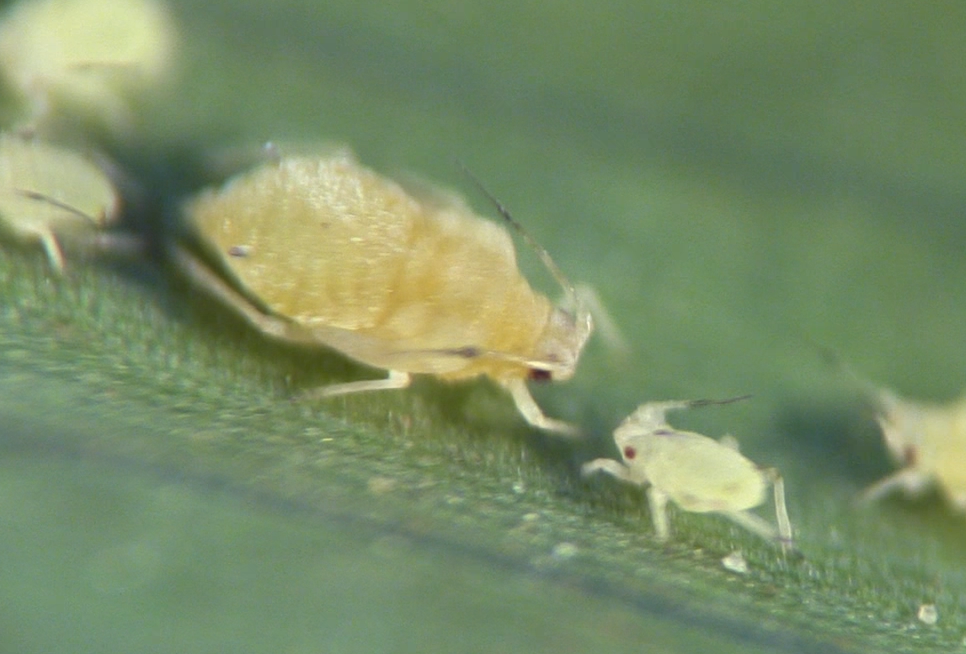 Sugarcane Aphid in Sorghum Basics (melanaphis sacchari)