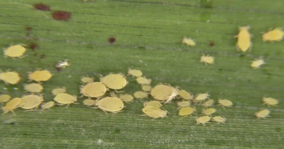 Pulgones Amarillos 101 - South Texas Field Crop Entomology
