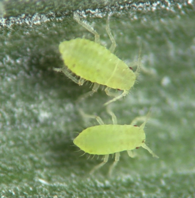 La Identificación de los Pulgones Amarillos - South Texas Field Crop ...