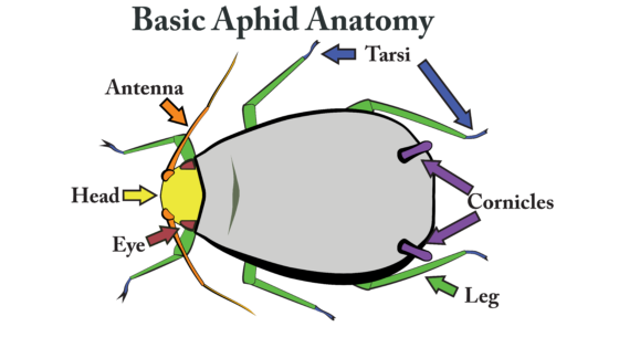 Aphid Anatomy-01 - South Texas Field Crop Entomology