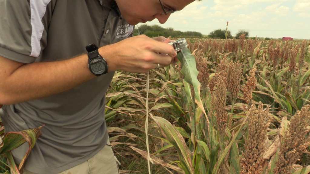 Does the insect have cornicles on the back of its abdomen? - South ...