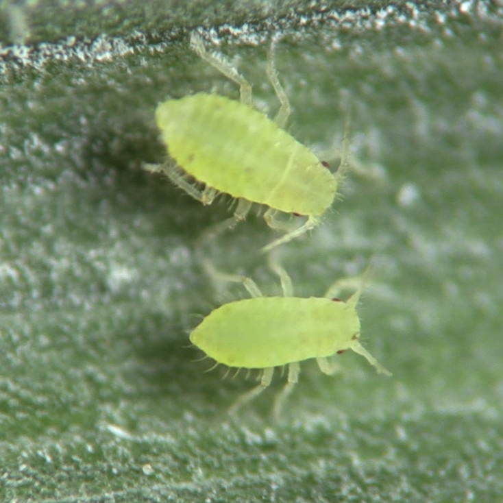 The Yellow Sugarcane Aphid - South Texas Field Crop Entomology