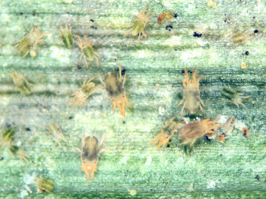 Banks Grass Mites and Two Spotted Spider Mites - South Texas Field Crop ...