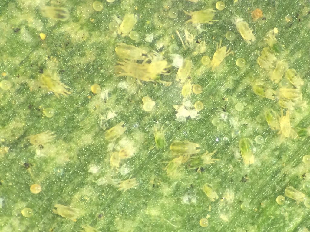 Banks Grass Mites and Two Spotted Spider Mites - South Texas Field Crop ...