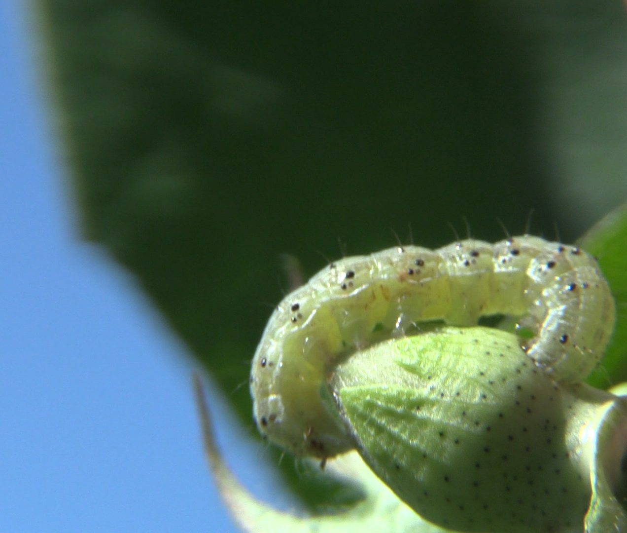Boll Worm and Corn Ear Worm Media - South Texas Field Crop Entomology
