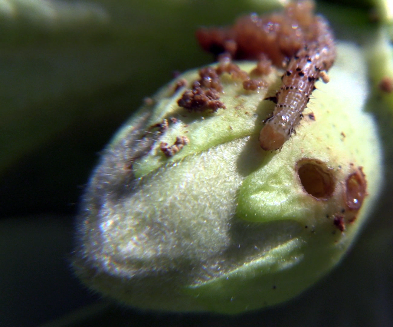 Sorghum Headworms and Whorlworms - South Texas Field Crop Entomology