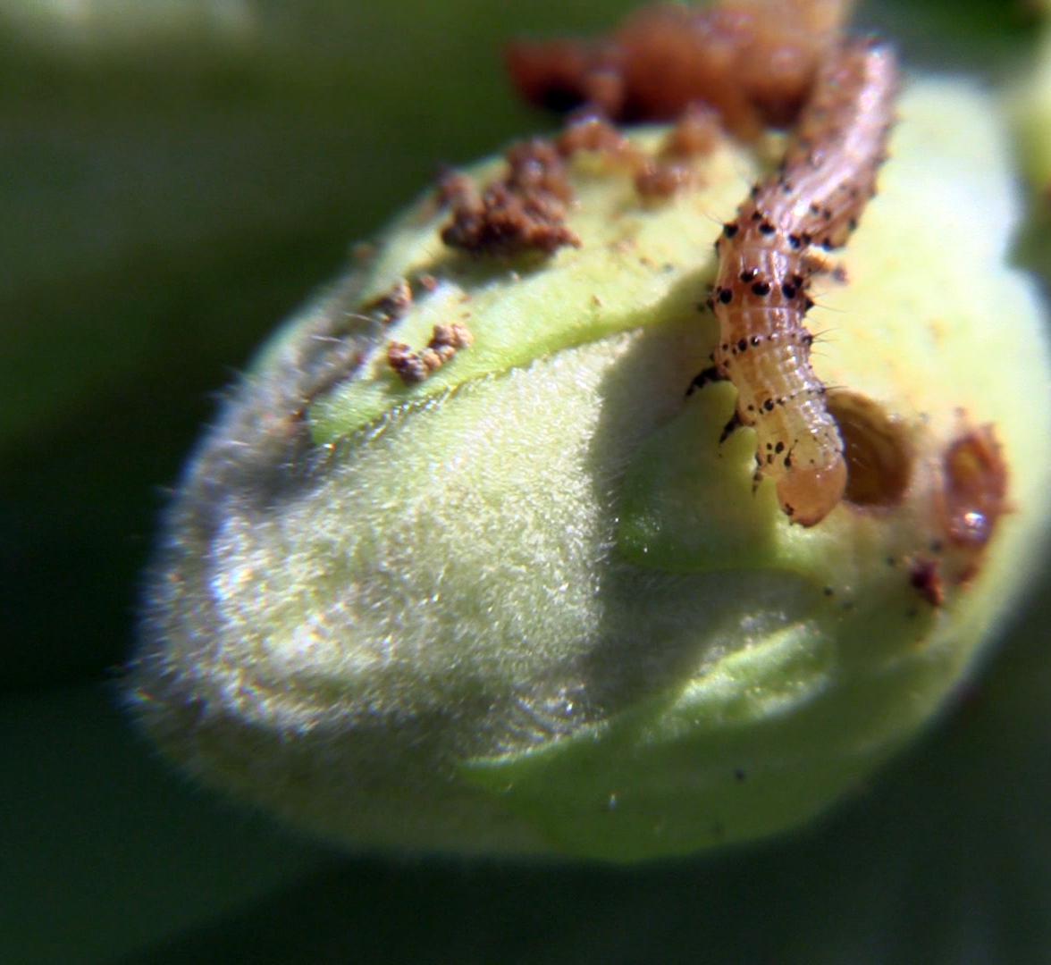 Boll Worm and Corn Ear Worm Media - South Texas Field Crop Entomology