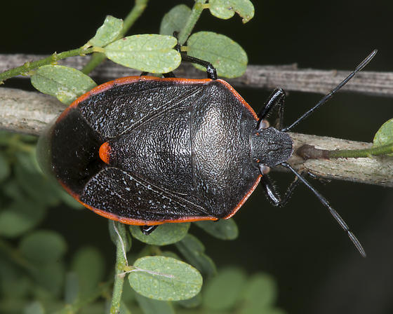 Stink Bugs - South Texas Field Crop Entomology
