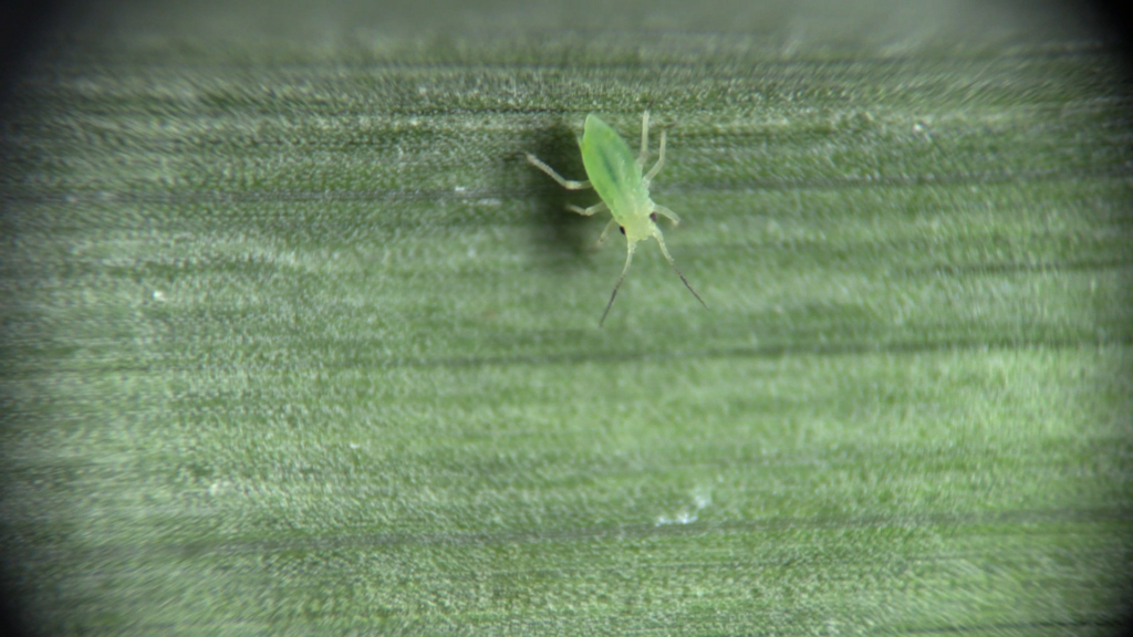 Greenbug Aphid Media - South Texas Field Crop Entomology