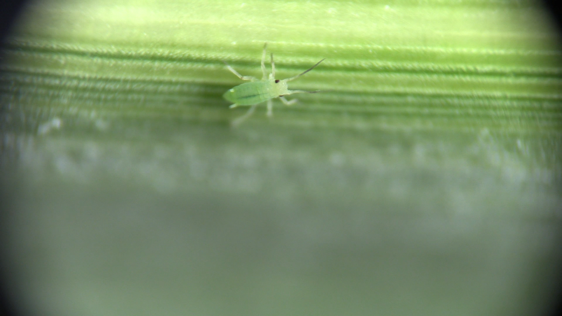 Greenbug Aphid Media - South Texas Field Crop Entomology