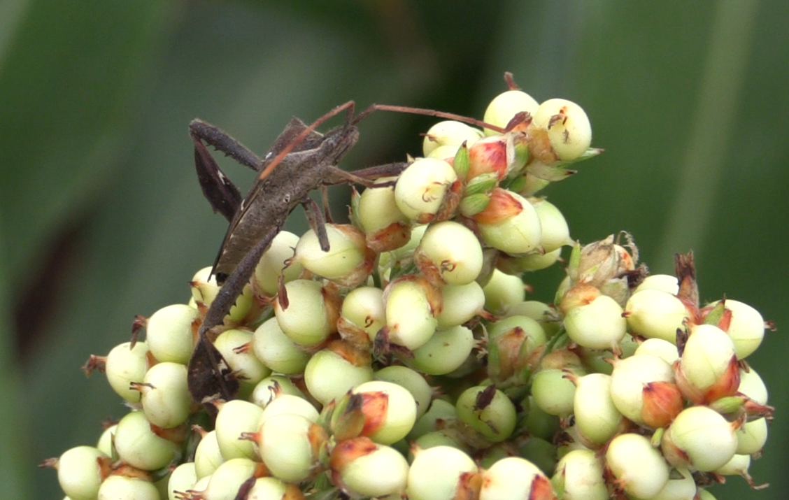 Leaf Footed Bugs - South Texas Field Crop Entomology