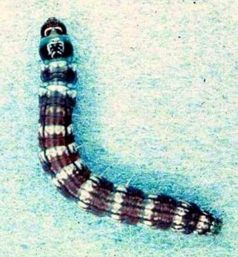 Common Stalk Boring Caterpillars - South Texas Field Crop Entomology