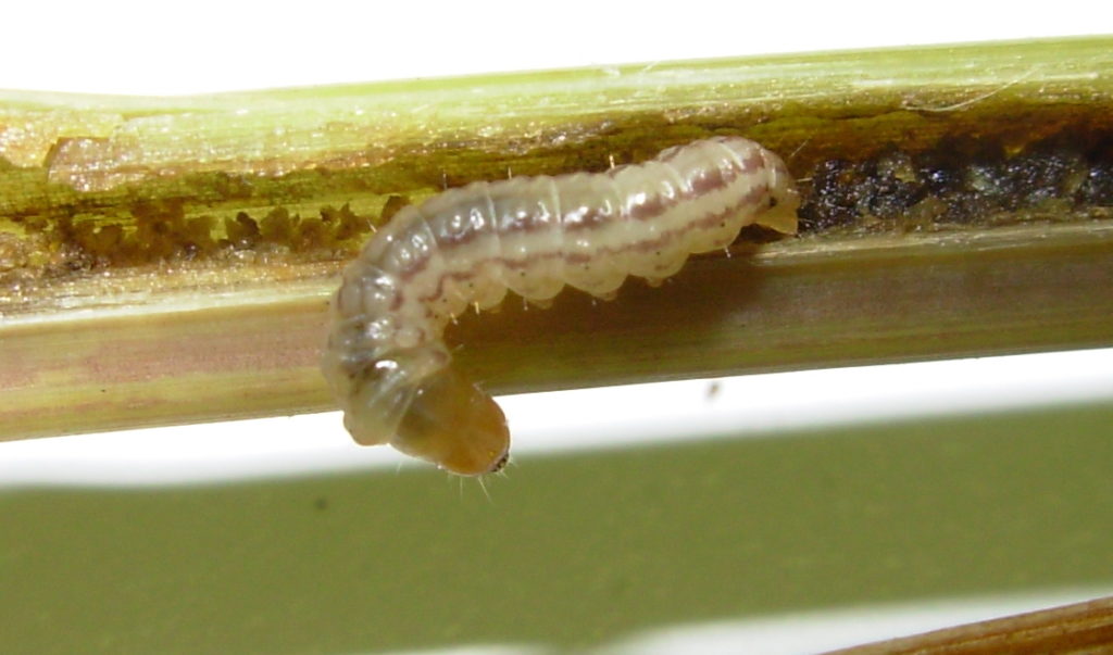 Common Stalk Boring Caterpillars - South Texas Field Crop Entomology