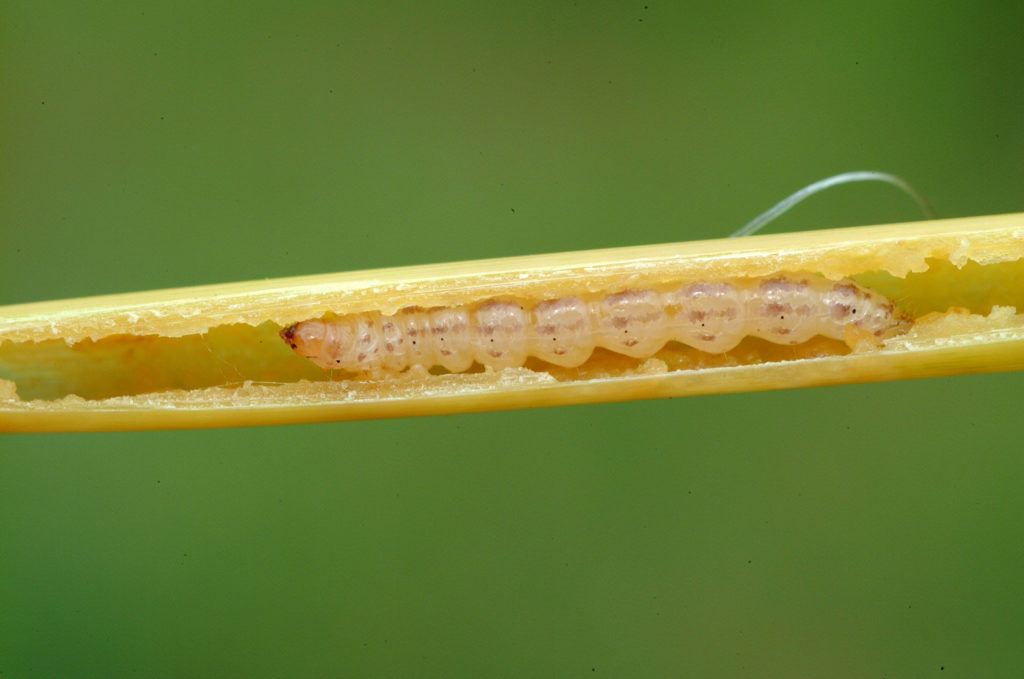 Common Stalk Boring Caterpillars - South Texas Field Crop Entomology