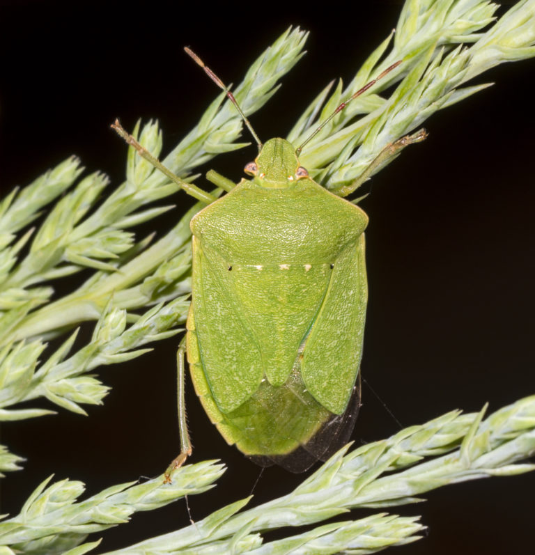 Stink Bugs - South Texas Field Crop Entomology
