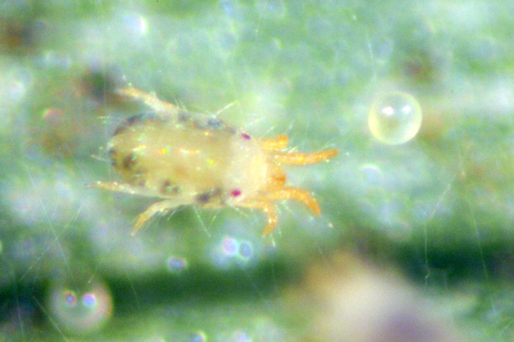 Banks Grass Mites and Two Spotted Spider Mites - South Texas Field Crop ...