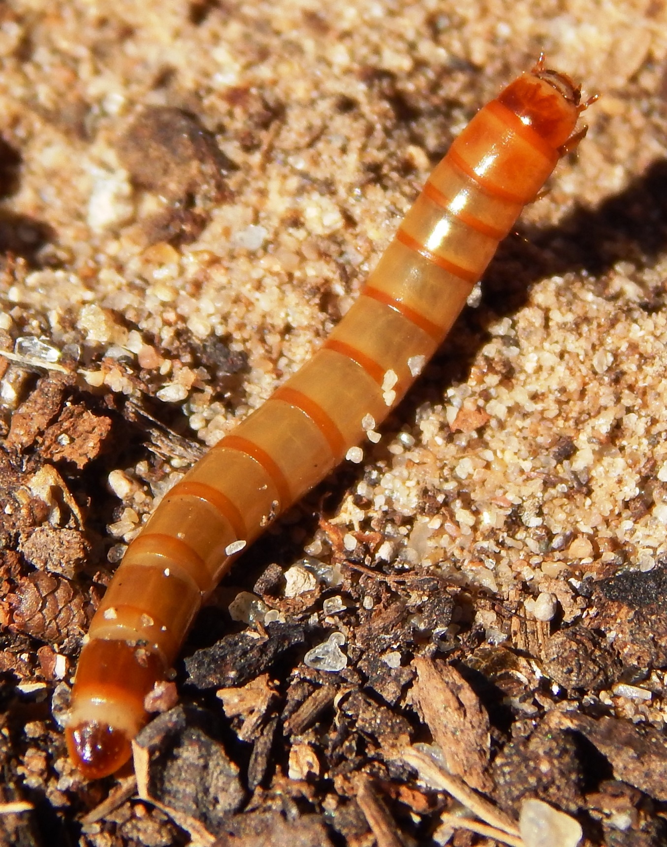 Wireworm - South Texas Field Crop Entomology